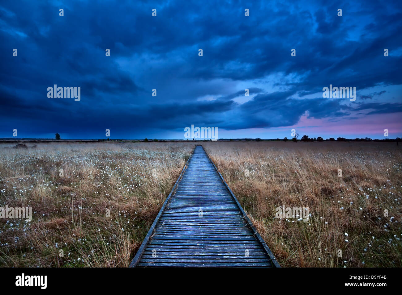 wooden path through swamp during storm at sunset Stock Photo - Alamy