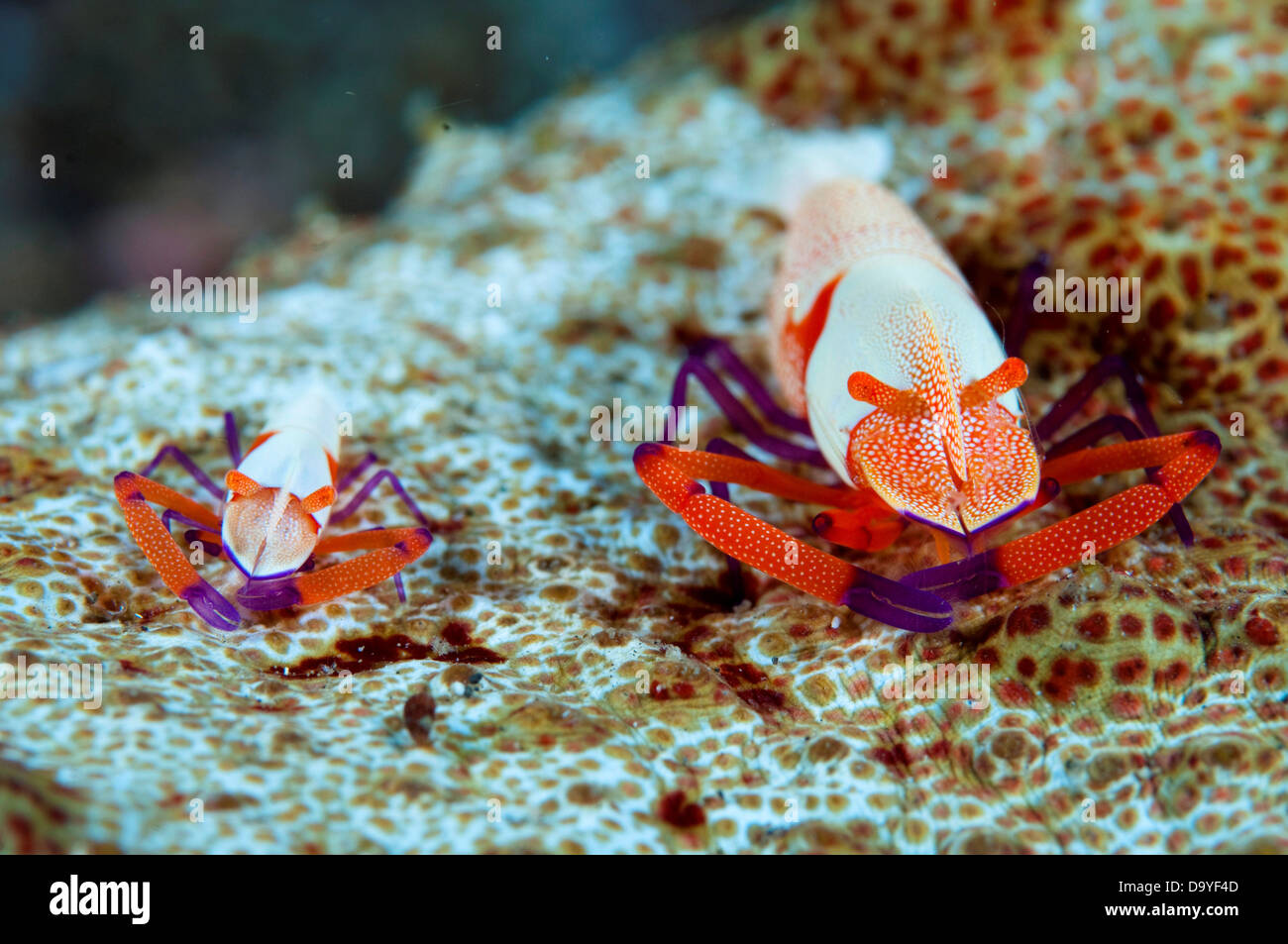 Commensal Shrimp, Periclimenes imperator, Close up of shrimp pair side ...