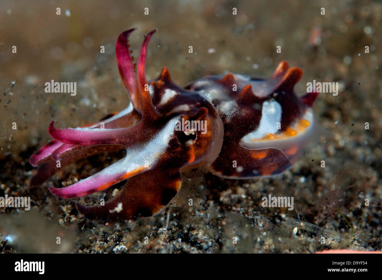 Flamboyant Cuttlefish, Metasepia pfefferi, In freeze action on sand ...