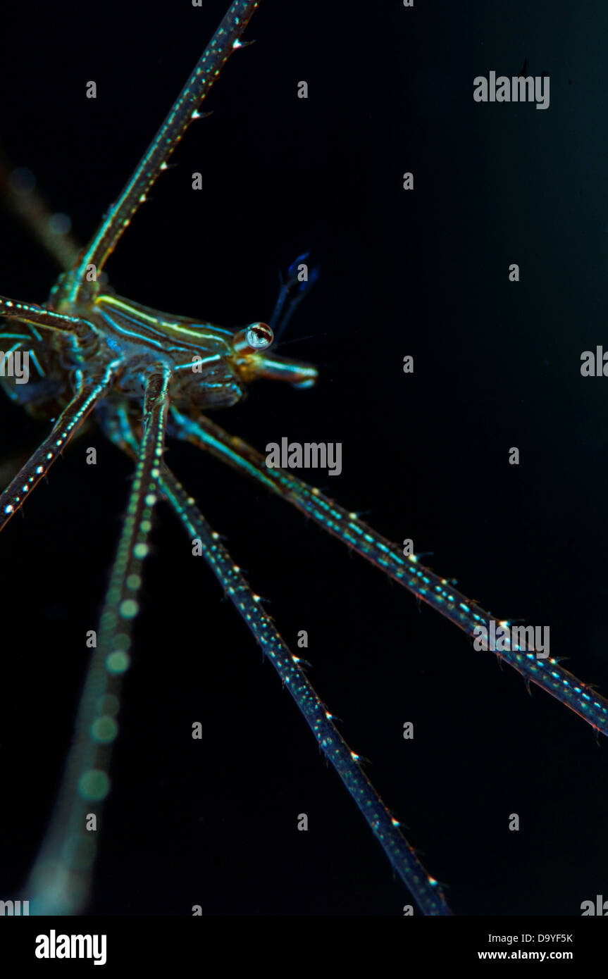 Deep sea squat lobster hi-res stock photography and images - Alamy