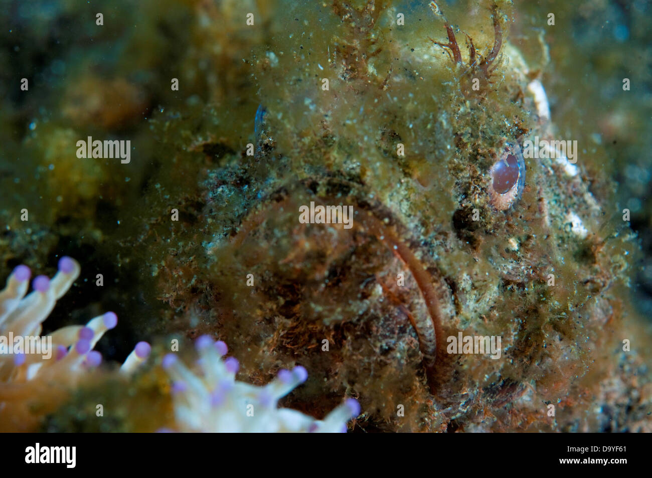 Lembeh Strait, Sulawesi, Indonesia Stock Photo - Alamy