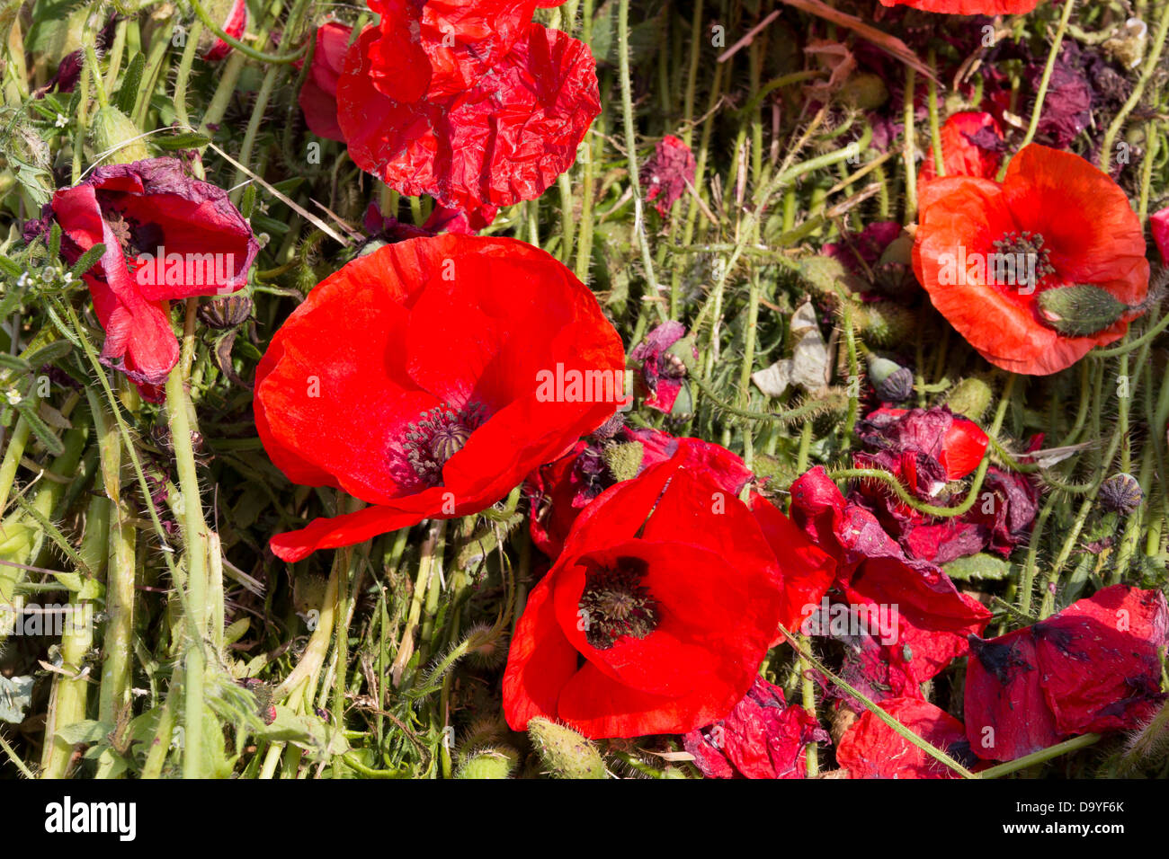 Field of dead poppies hi-res stock photography and images - Alamy