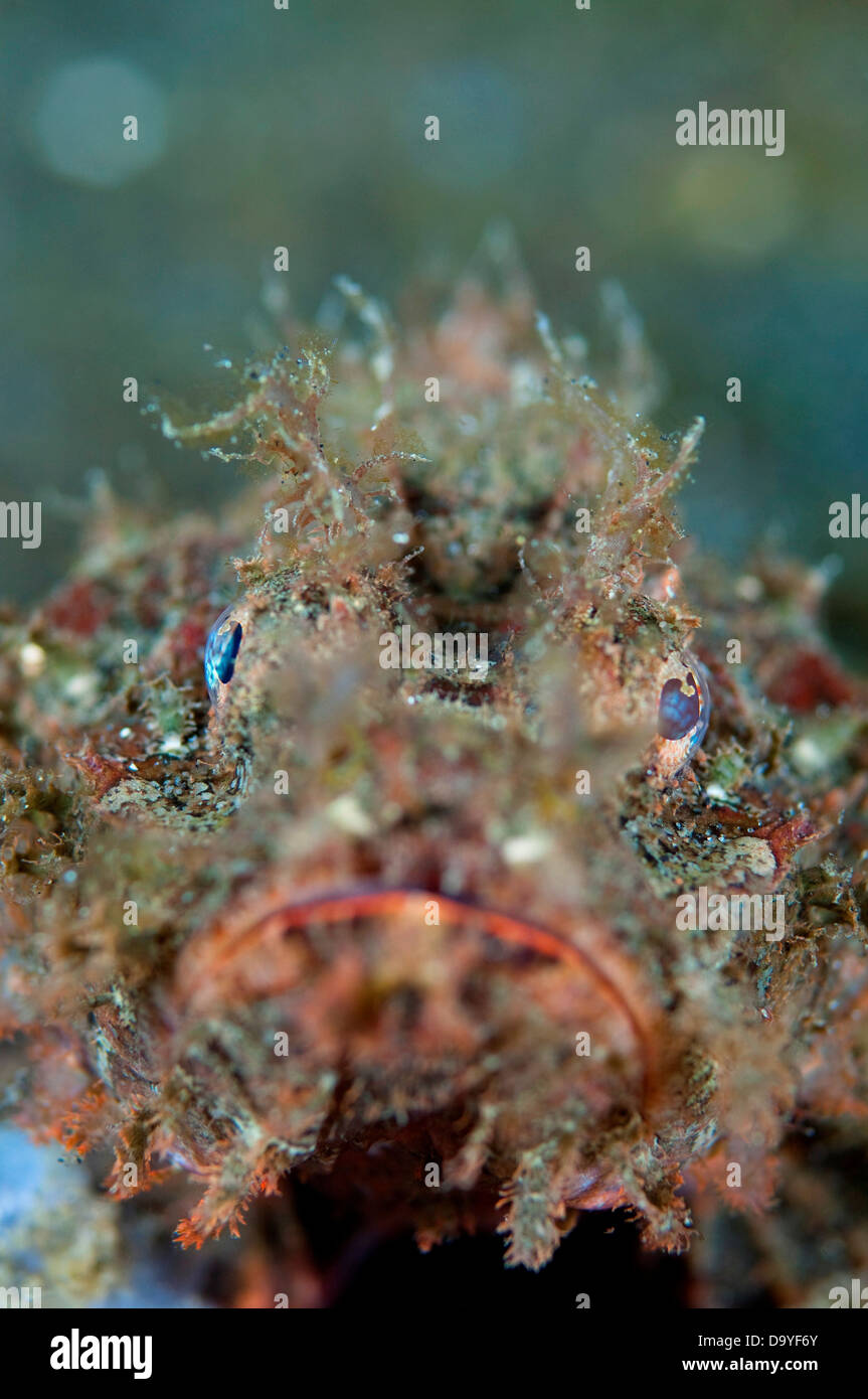Lembeh Strait, Sulawesi, Indonesia Stock Photo - Alamy