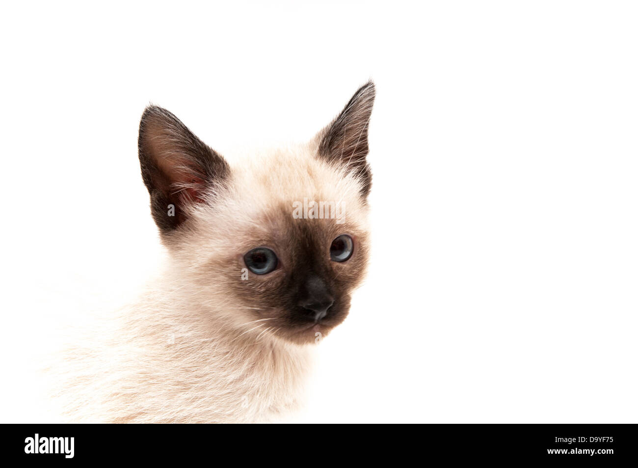 Adorable animals on a white background Cut Out Stock Images & Pictures ...