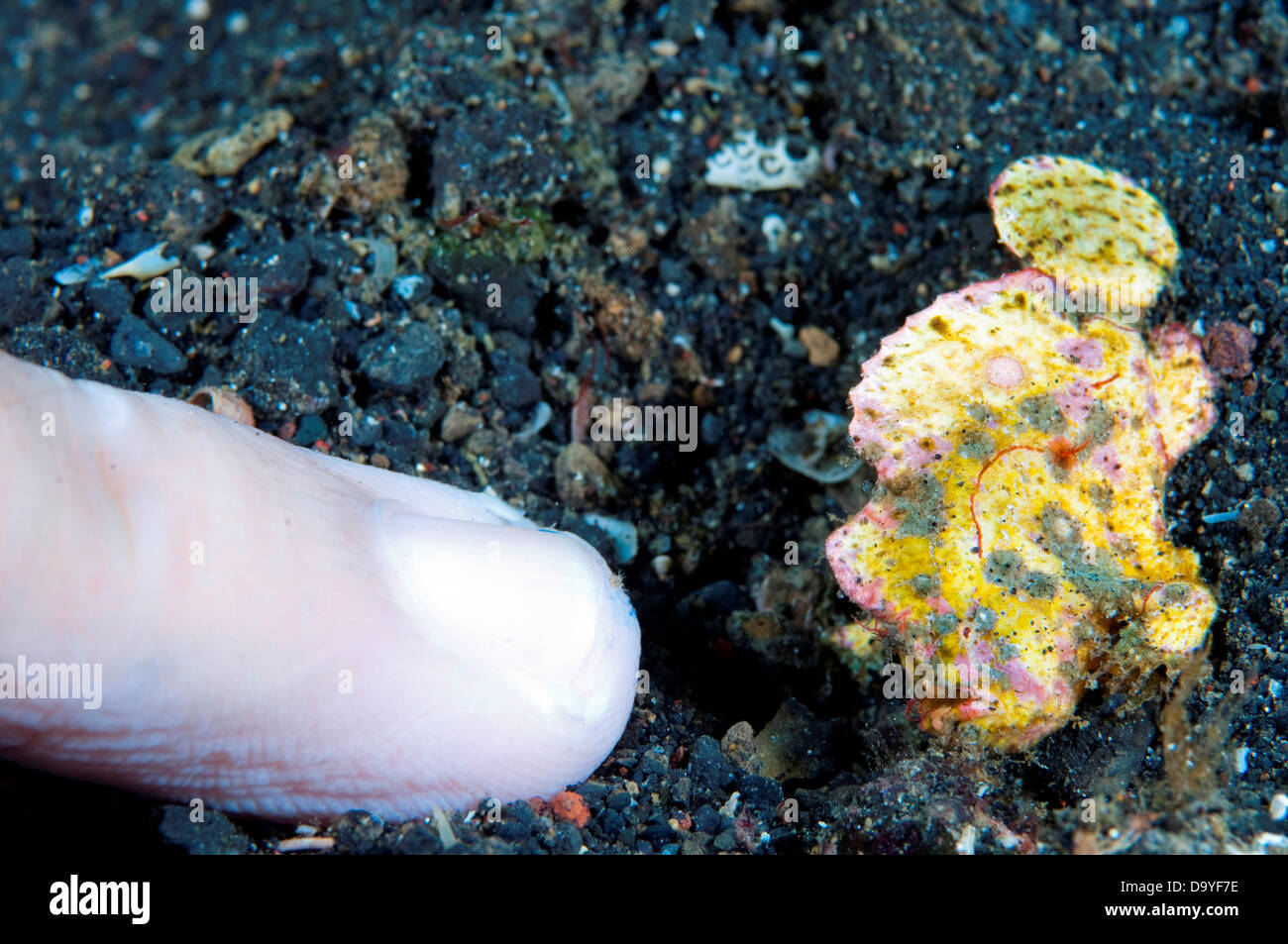 Lembeh Strait, Sulawesi, Indonesia Stock Photo - Alamy