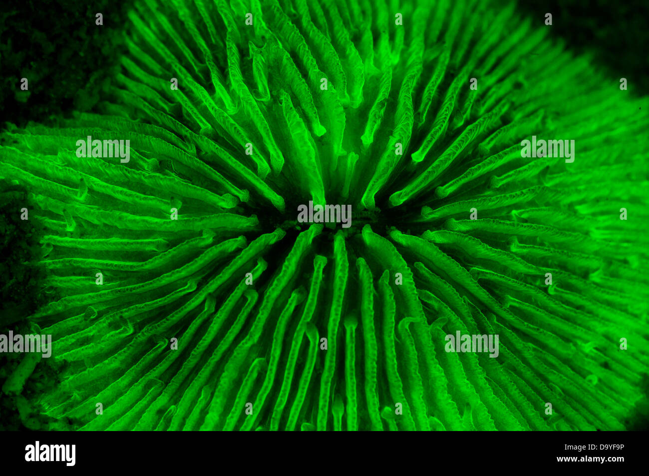 Fluorescent phtotography Mushroom Coral Fungia Sp Tunku Abdul Rahman ...