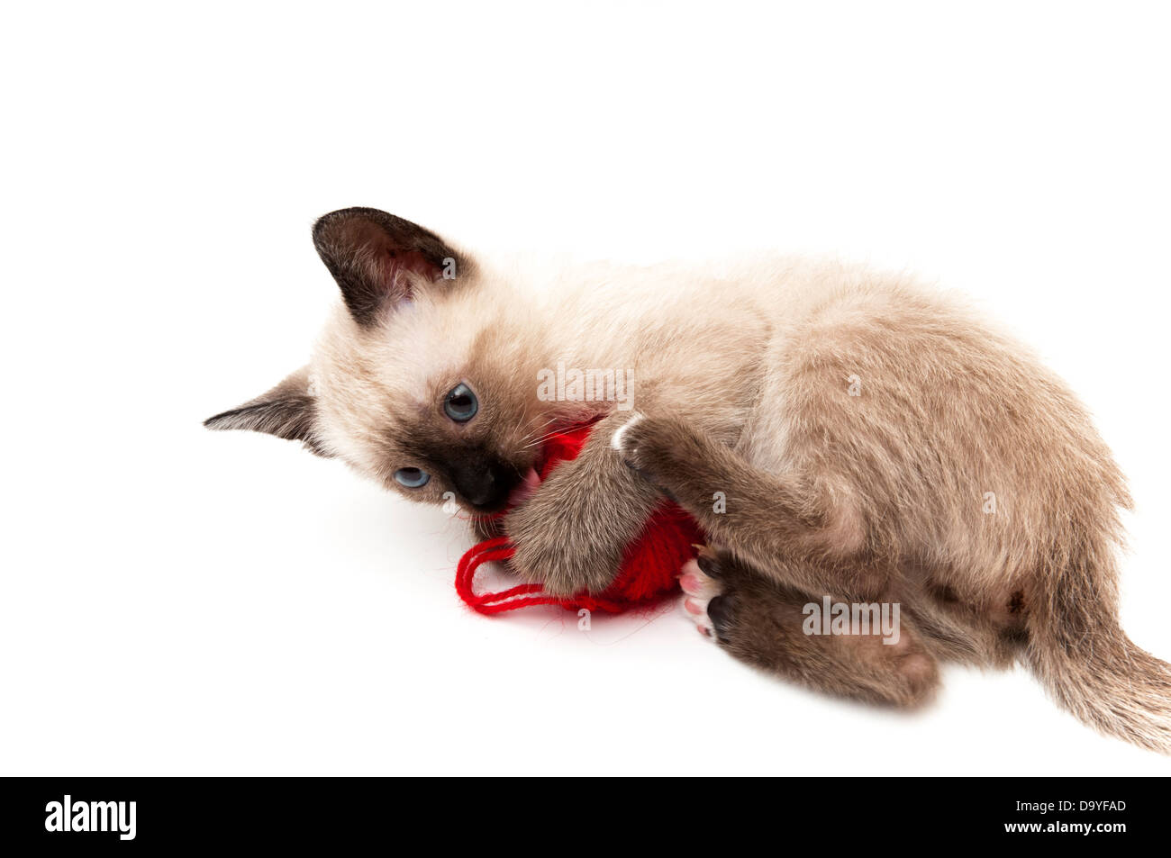 Adorable animals on a white background Cut Out Stock Images & Pictures ...