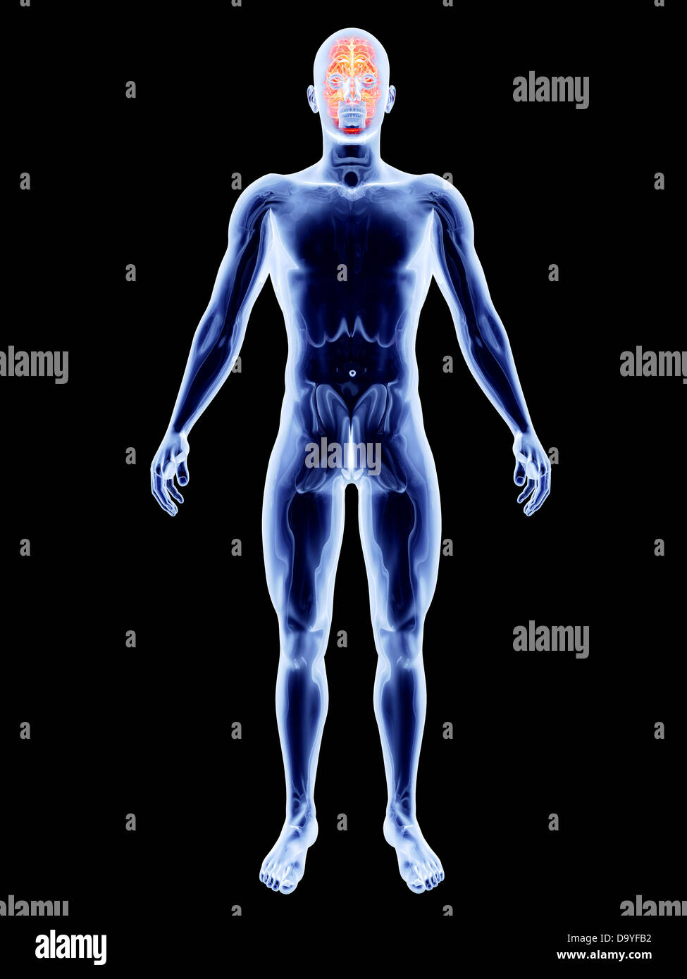 The Human Brain. 3D rendered anatomical illustration Stock Photo - Alamy