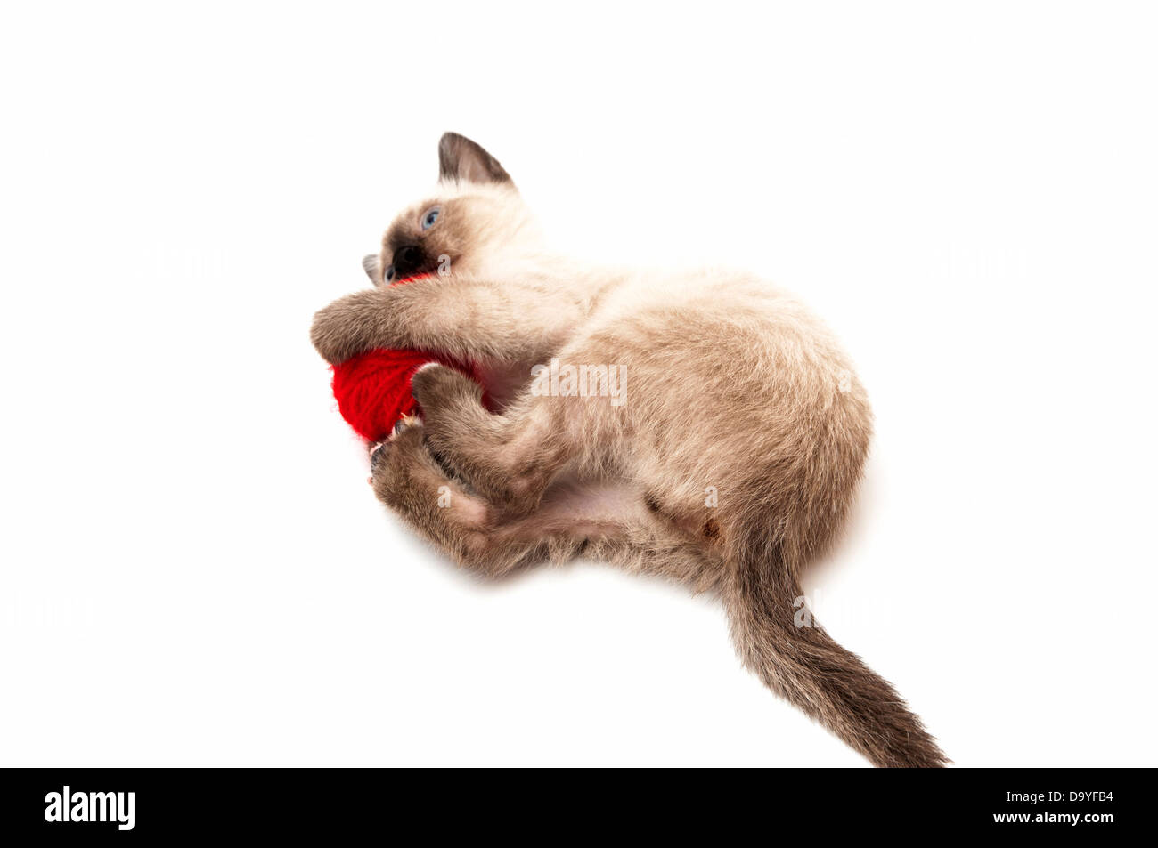 Adorable animals on a white background Cut Out Stock Images & Pictures ...