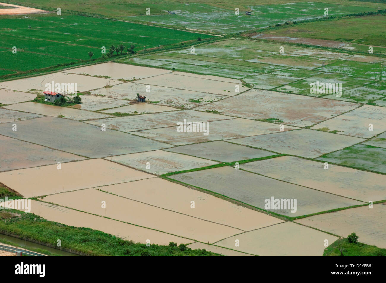 Aerial View of rice fields, Sabah State, Malaysia Stock Photo - Alamy
