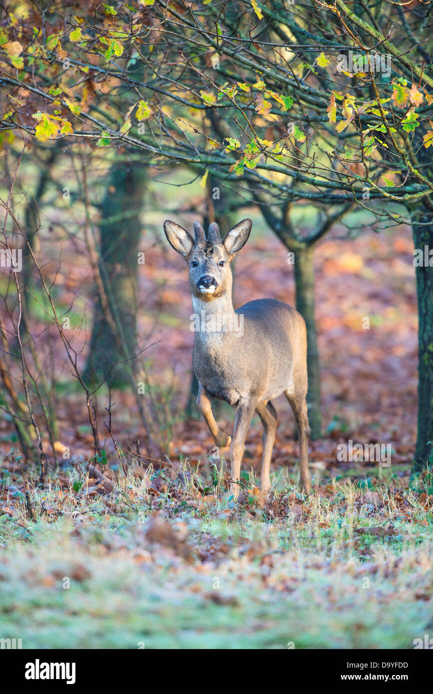 United Kingdom, Norfolk, Roe Deer Capreolus capreolus male 'in velvet ...