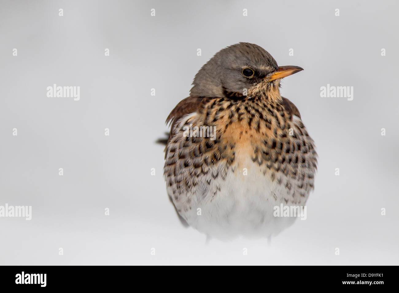 Turdis pilaris hi-res stock photography and images - Alamy