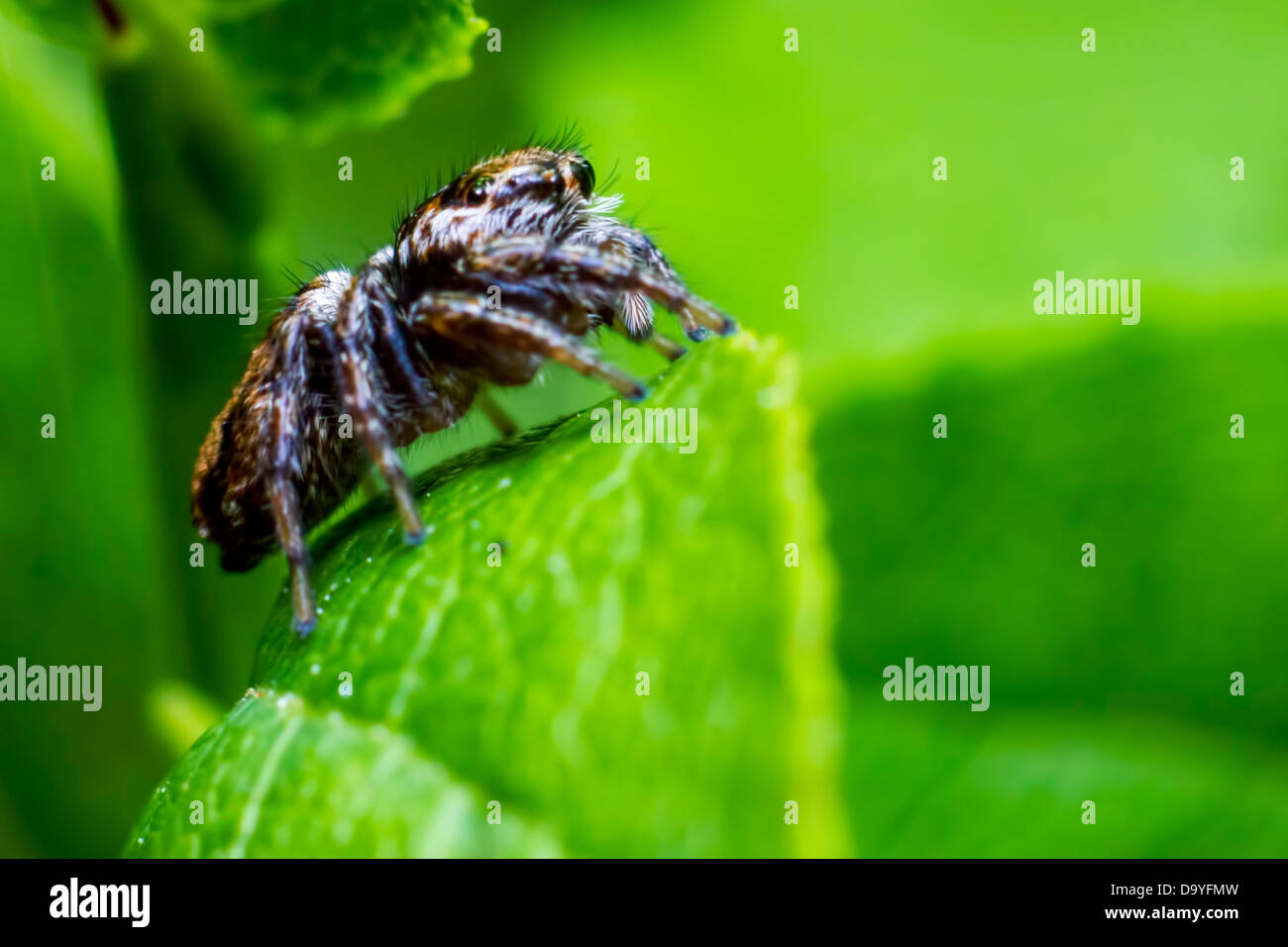 Jumping spider (Salticus scenicus Stock Photo - Alamy