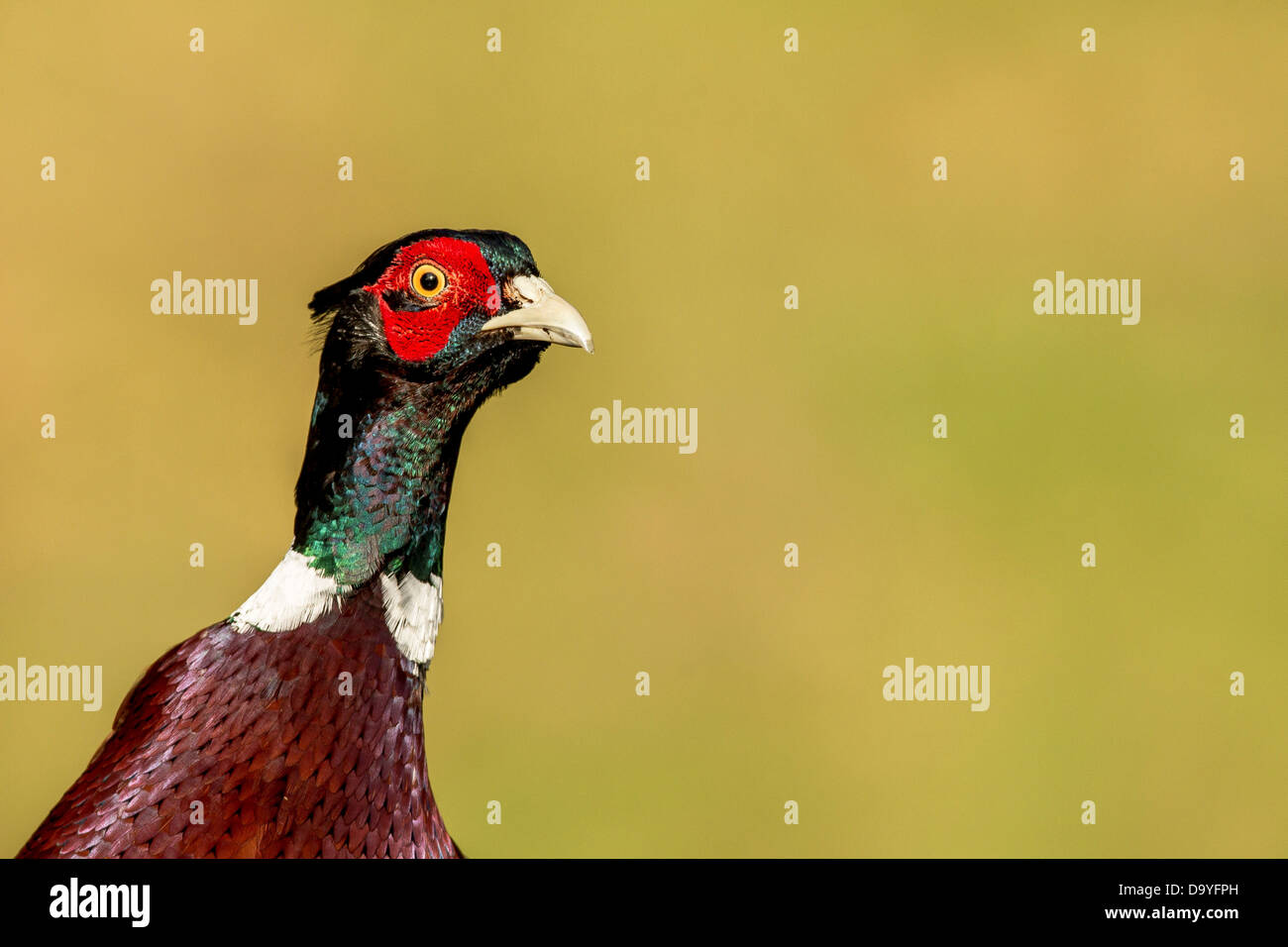Pheasant Common Male (Phasianus colchicus) Dumfries UK Stock Photo - Alamy