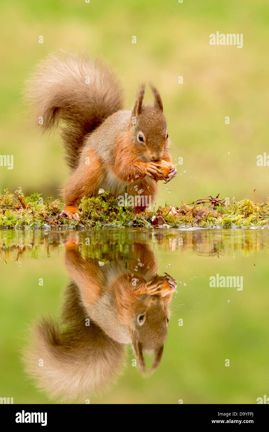 Red Squirrel (Sciurus vulgaris) with hazelnut in reflection pool ...