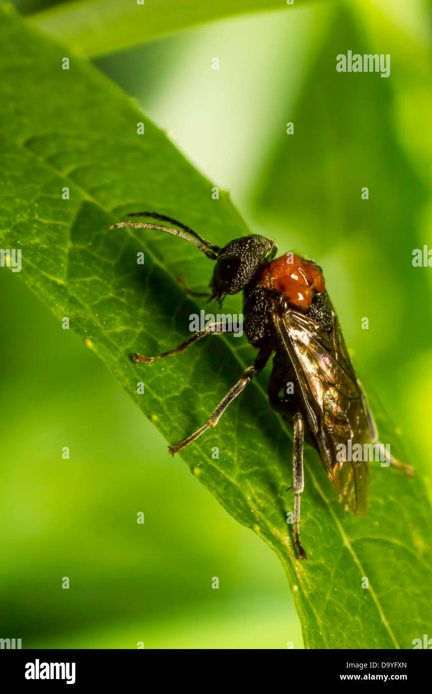 Portrait of a bug Stock Photo - Alamy
