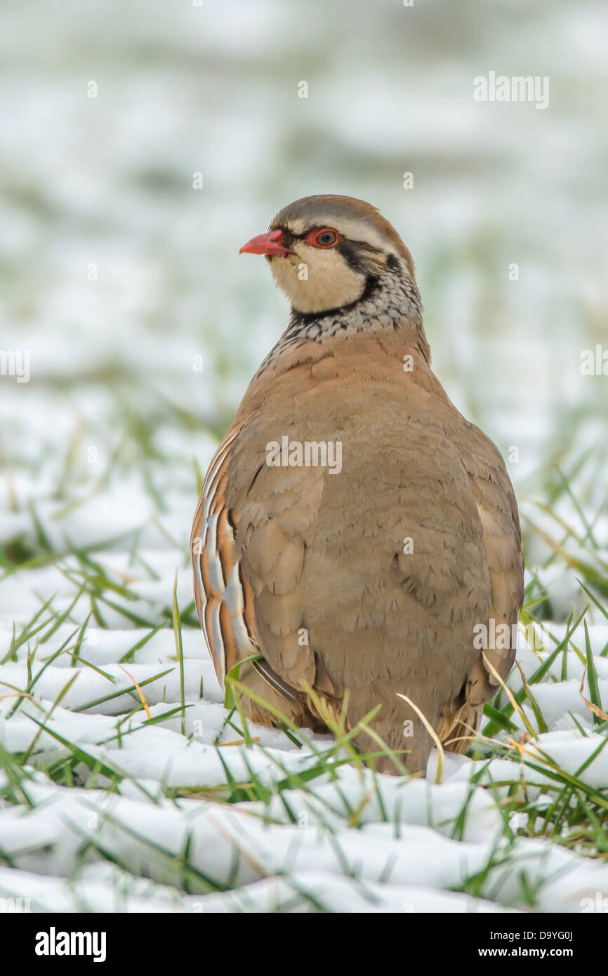 Partridge uk snow hi-res stock photography and images - Alamy