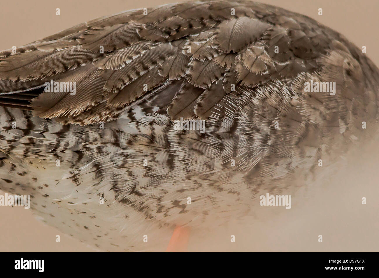 United Kingdom, Norfolk, (Common) Redshank (Tringa totanus) body ...