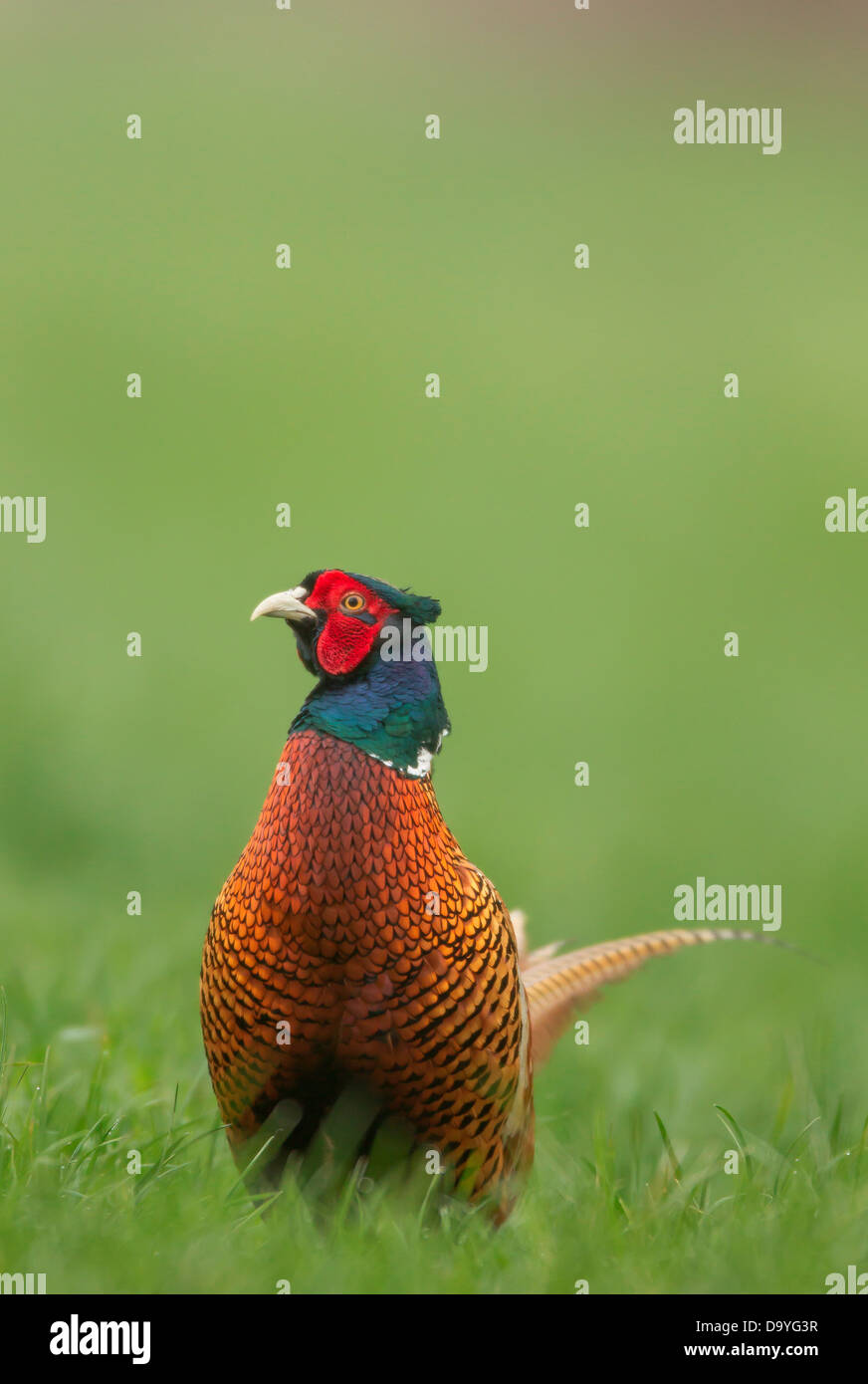 United Kingdom, Norfolk, Male (Common) Pheasant (Phasianus colchicus ...