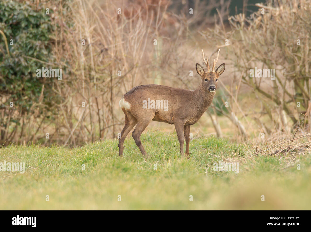 United Kingdom, Norfolk, Roe Deer Buck (Capreolus capreolus) at edge of ...