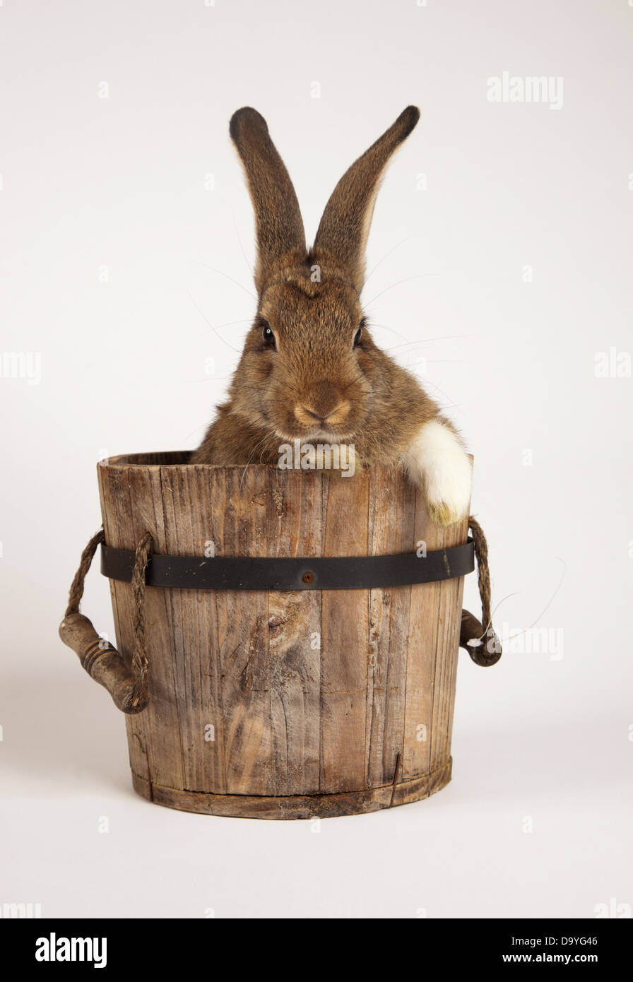 Old fashioned bucket sitting hi-res stock photography and images - Alamy
