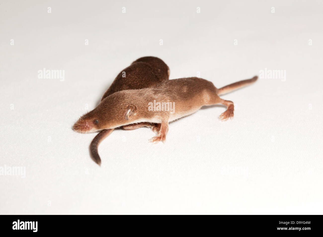 Young Common Shrew (Sorex araneus) pair in studio Stock Photo - Alamy
