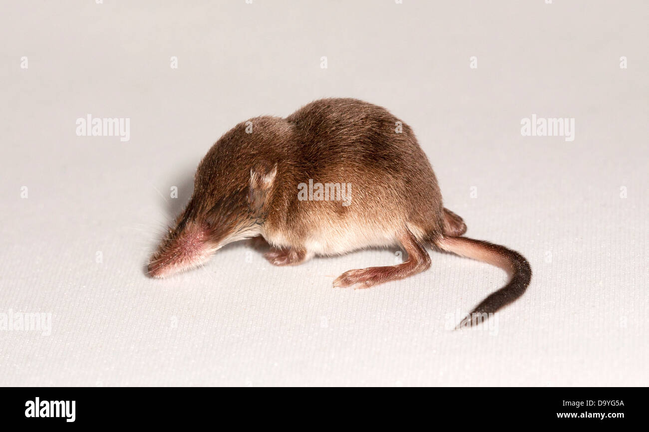 Sorex minutus hi-res stock photography and images - Alamy