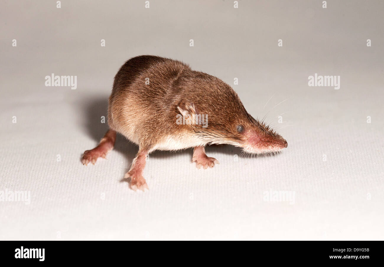 Pygmy shrew hi-res stock photography and images - Alamy