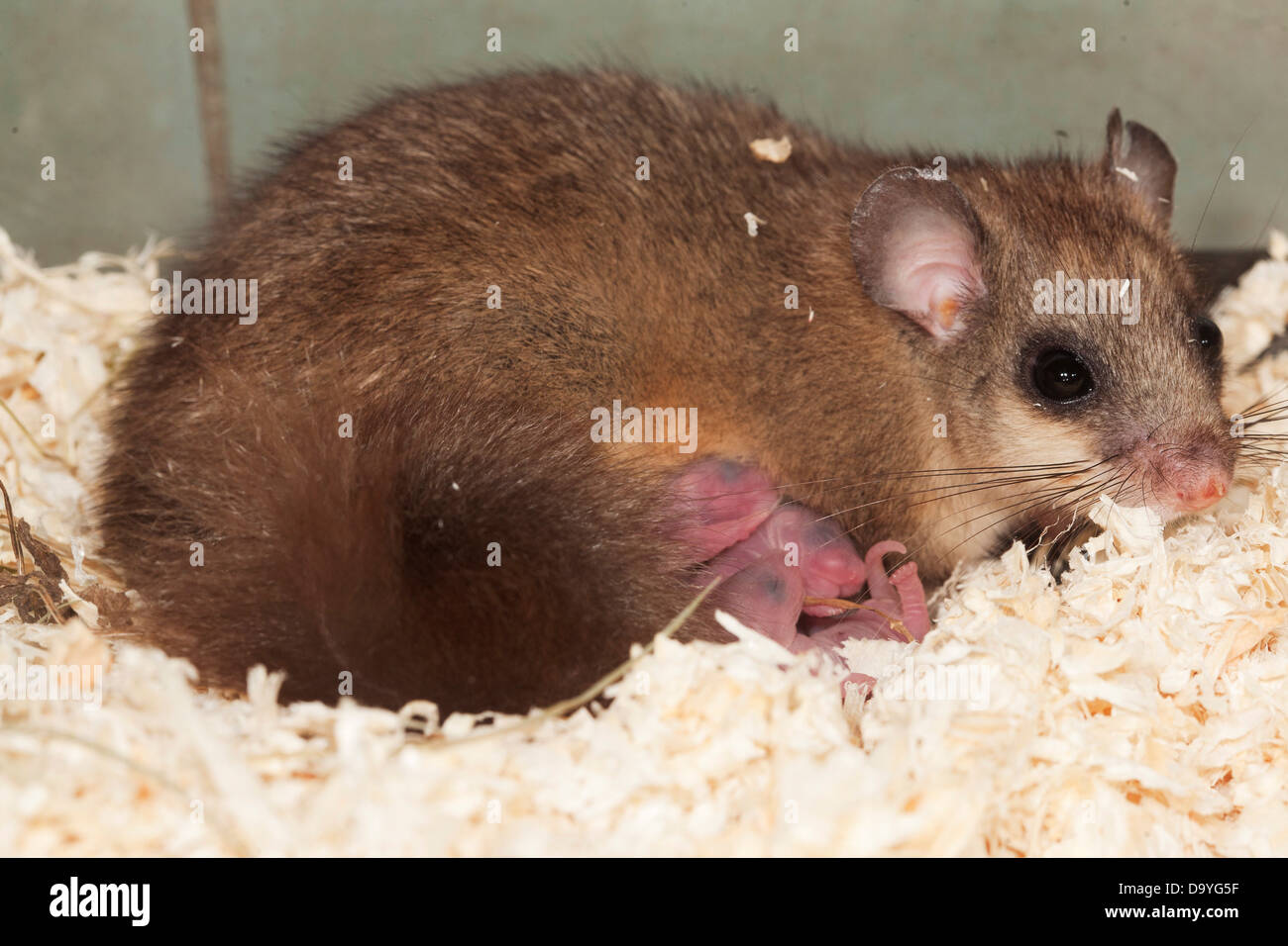 Edible Dormouse (Glis glis) with babies Stock Photo - Alamy