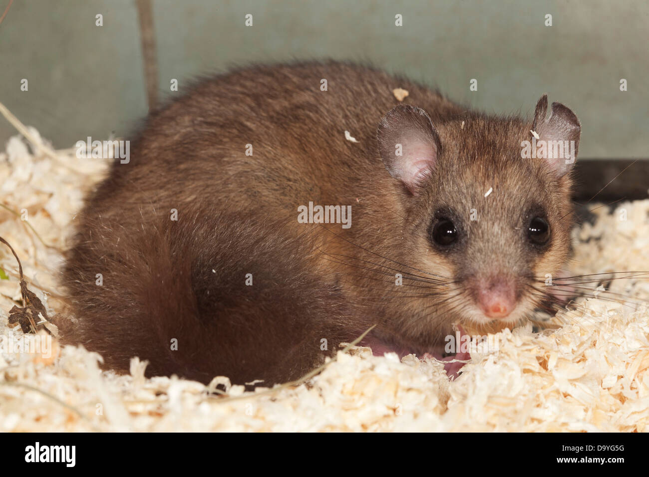 Edible Dormouse (Glis glis) with babies Stock Photo - Alamy