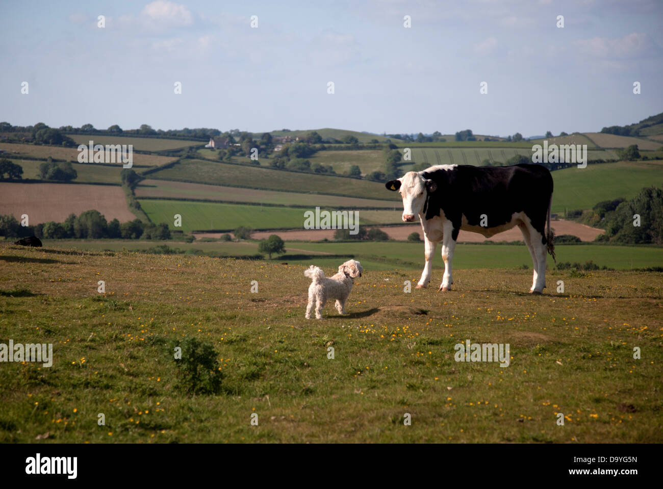 Cow and dog in field Stock Photo - Alamy