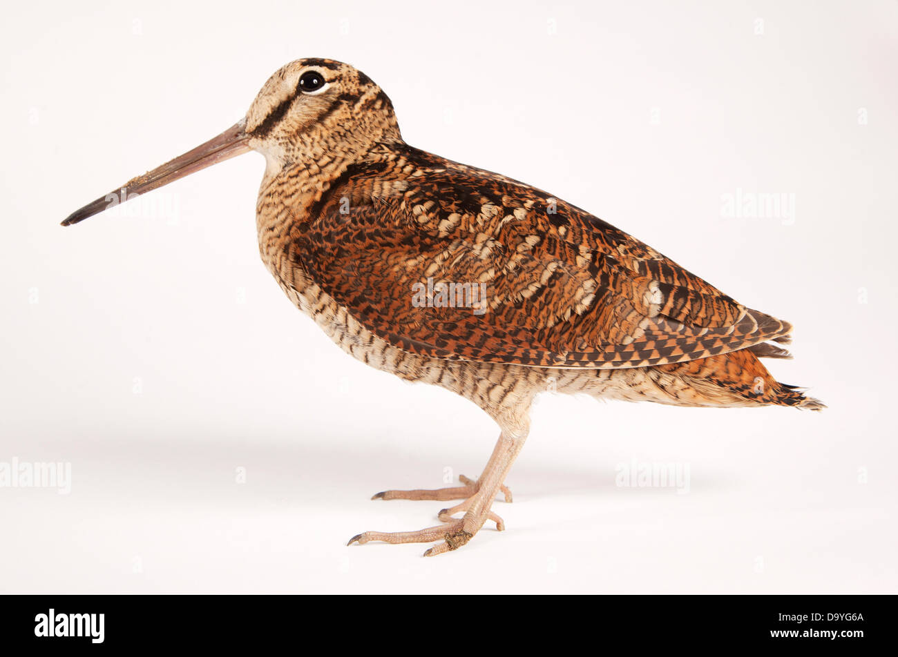 Eurasian Woodcock (Scolopax rusticola) in studio Stock Photo - Alamy