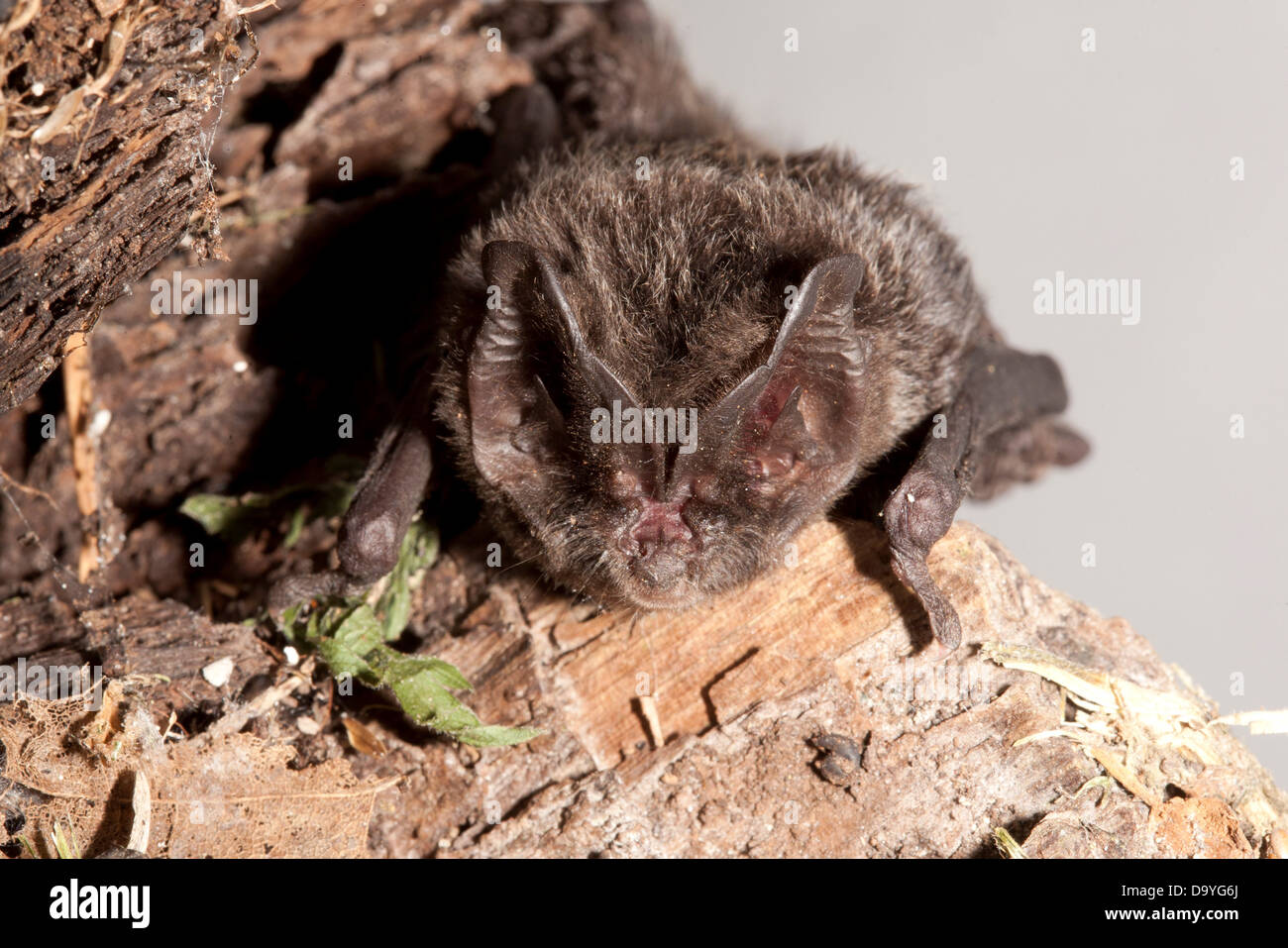Barbastelle Bat Stock Photos & Barbastelle Bat Stock Images - Alamy