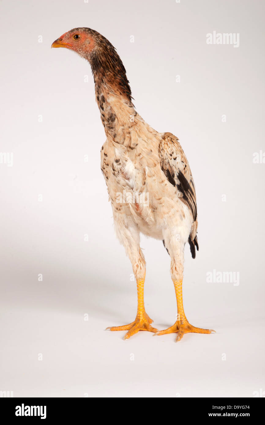 Modern Game Bantam Chicken captive Stock Photo - Alamy