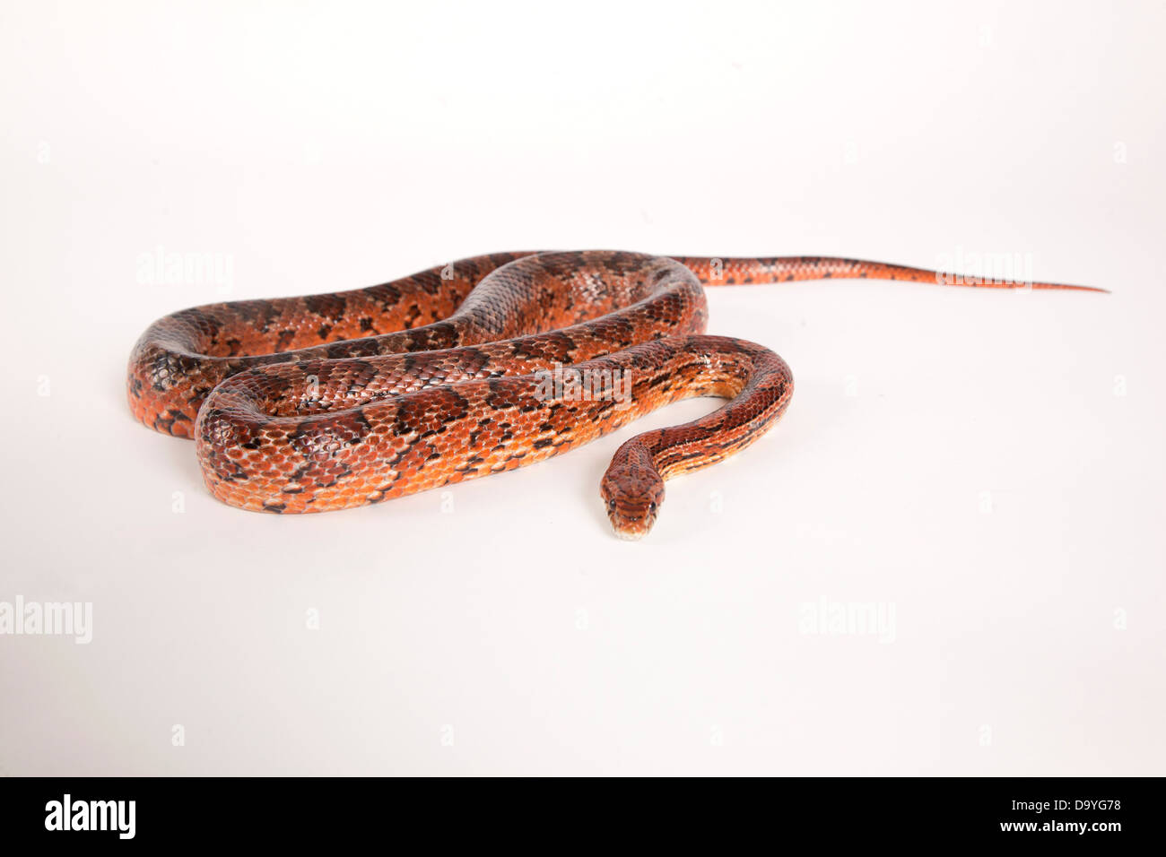 Corn Snake (Pantherophis guttatus) in studio captive Stock Photo - Alamy