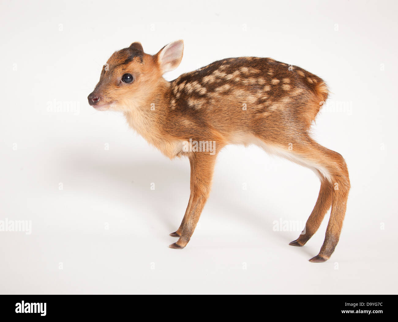 Juvenile Reeves's muntjac deer (Muntiacus reevesi) captive Stock Photo ...