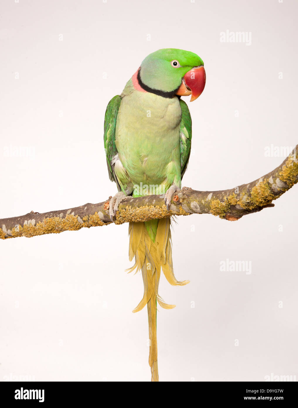 Alexandrine Parakeet or Alexandrian Parrot, (Psittacula eupatria ...