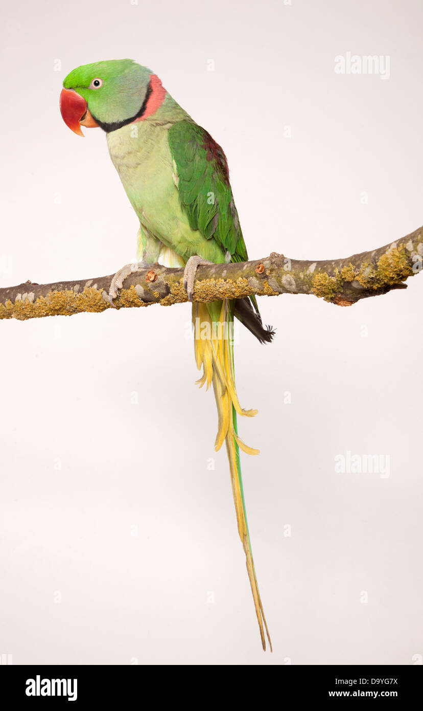 Alexandrine Parakeet or Alexandrian Parrot, (Psittacula eupatria ...