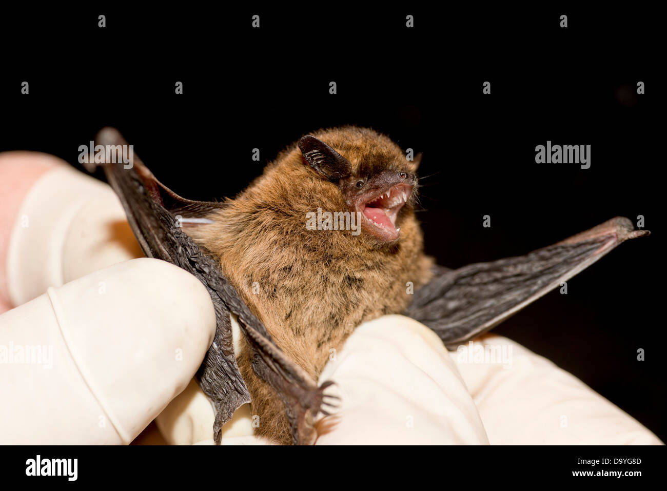 Pipistrelle Bat in gloved hand showing teeth Stock Photo - Alamy