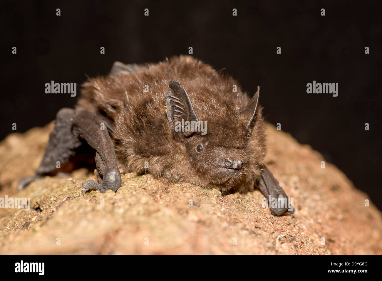 Serotine bat showing face and ears Stock Photo - Alamy