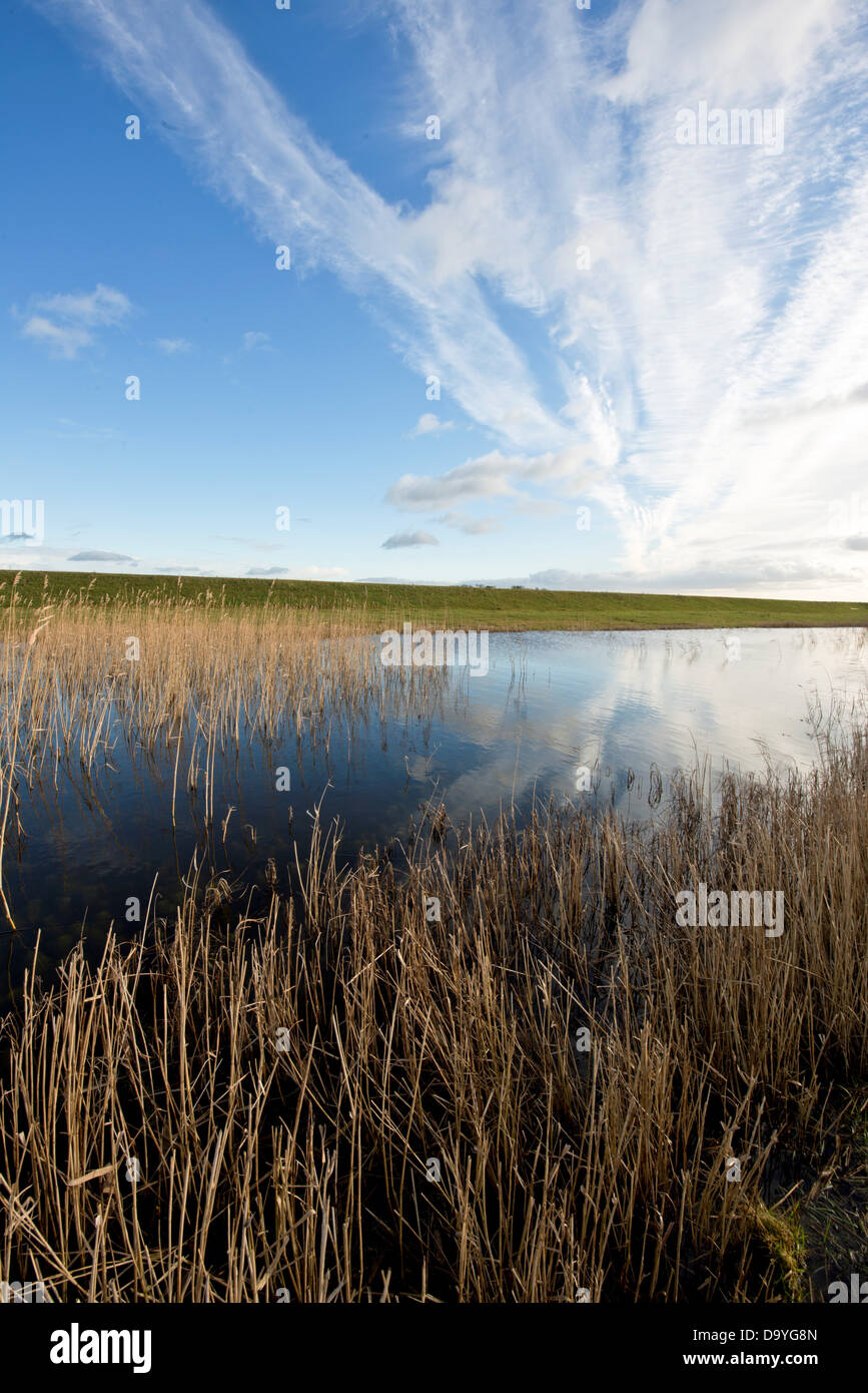 United Kingdom, Norfolk Broads, Reedbed Stock Photo - Alamy