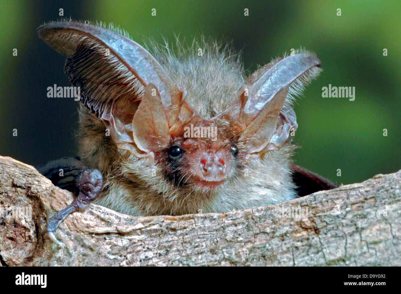 Long-eared Bat, close-up Stock Photo - Alamy