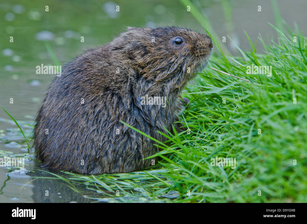 Water vole on river bank Stock Photo - Alamy