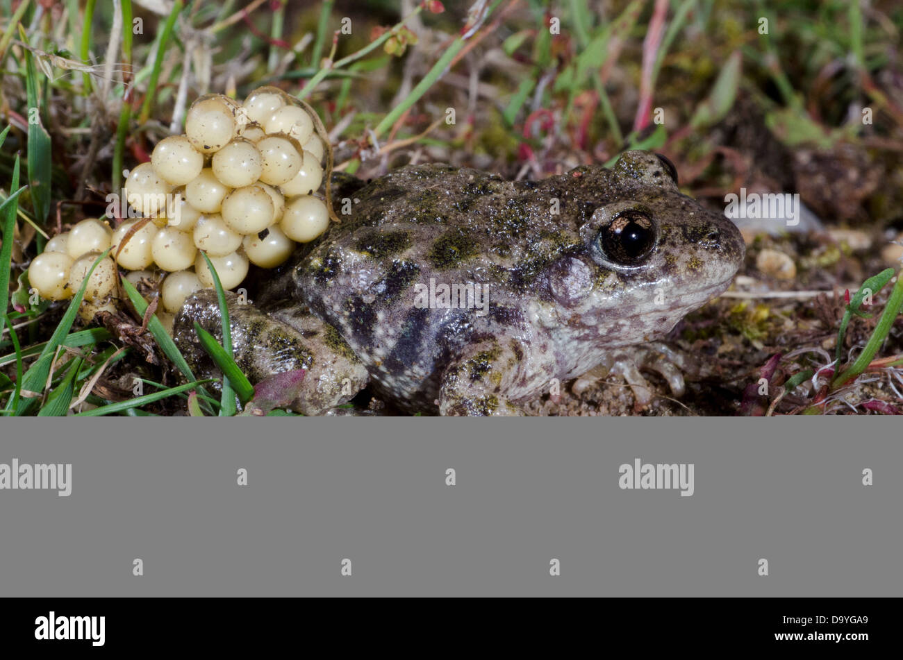Male Midwife Toad with eggs Stock Photo - Alamy