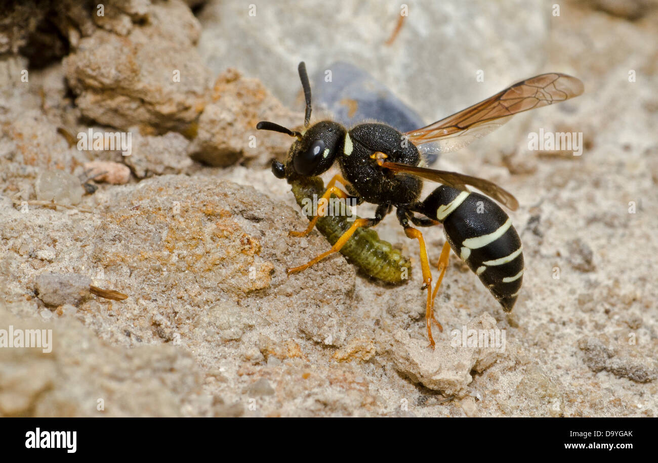 United Kingdom, Norfolk, Hickling, Fen mason wasp (Odynerus simillimus ...