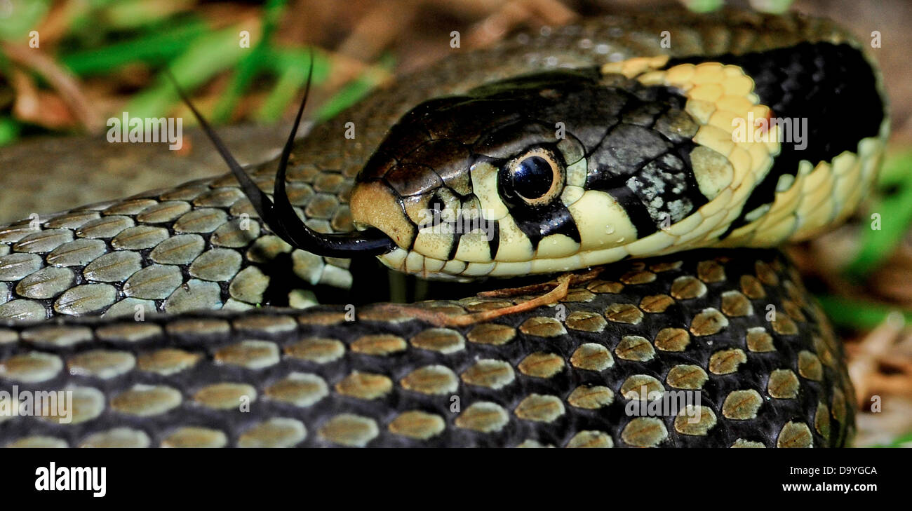 United Kingdom, England, Norfolk, Grass Snake (Natrix natrix Stock ...