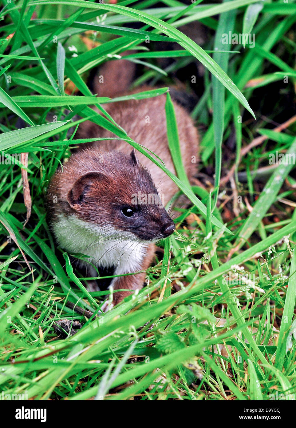 United Kingdom, England, Norfolk, Stoat (Mustela erminea) in grass ...