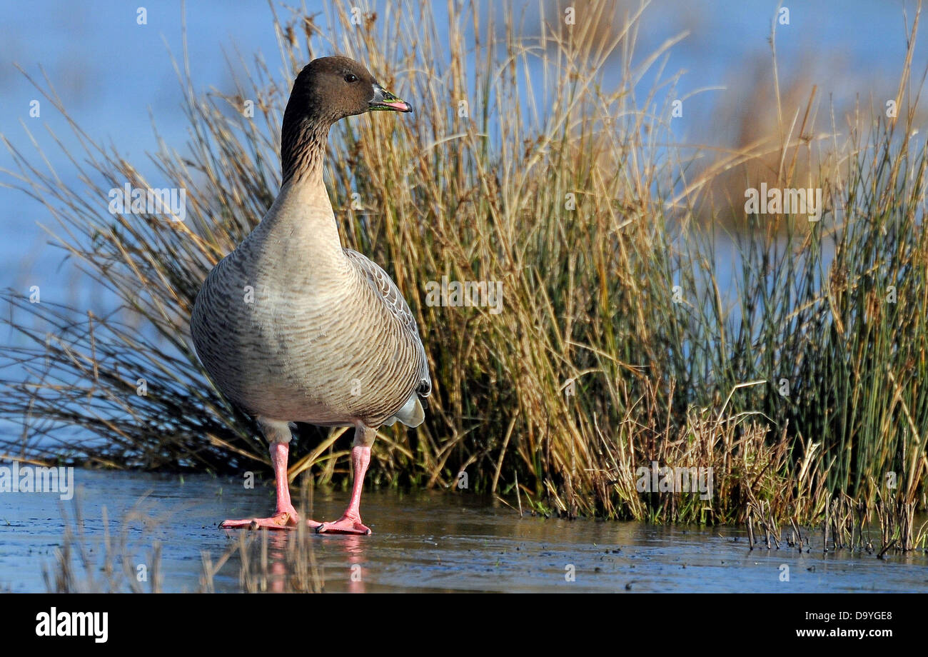 United Kingdom, England, Norfolk, Pink-footed Goose (Anser ...