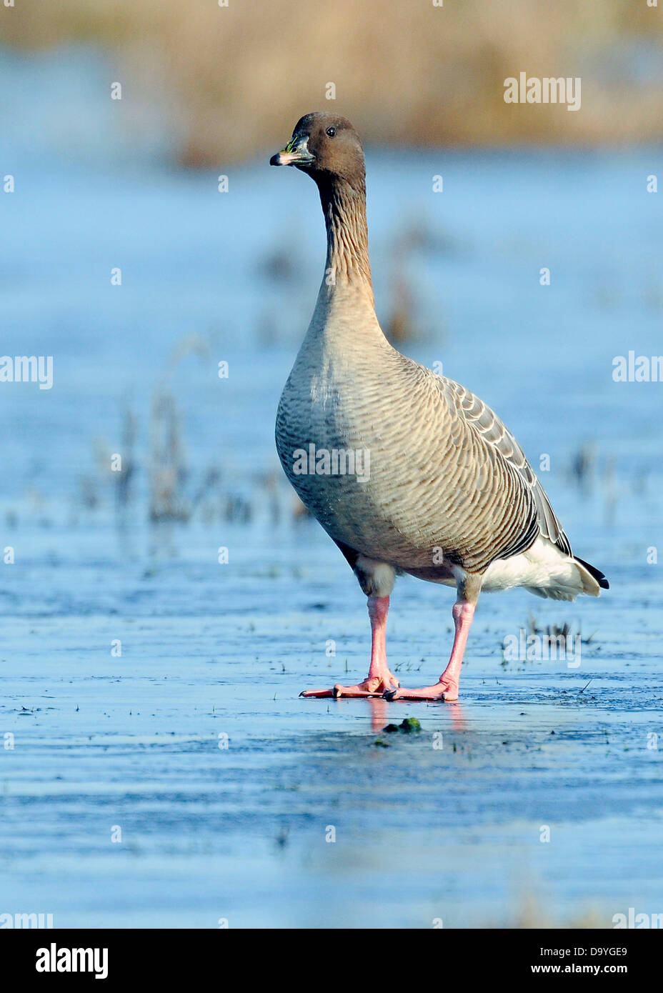 United Kingdom, England, Norfolk, Pink-footed Goose (Anser ...