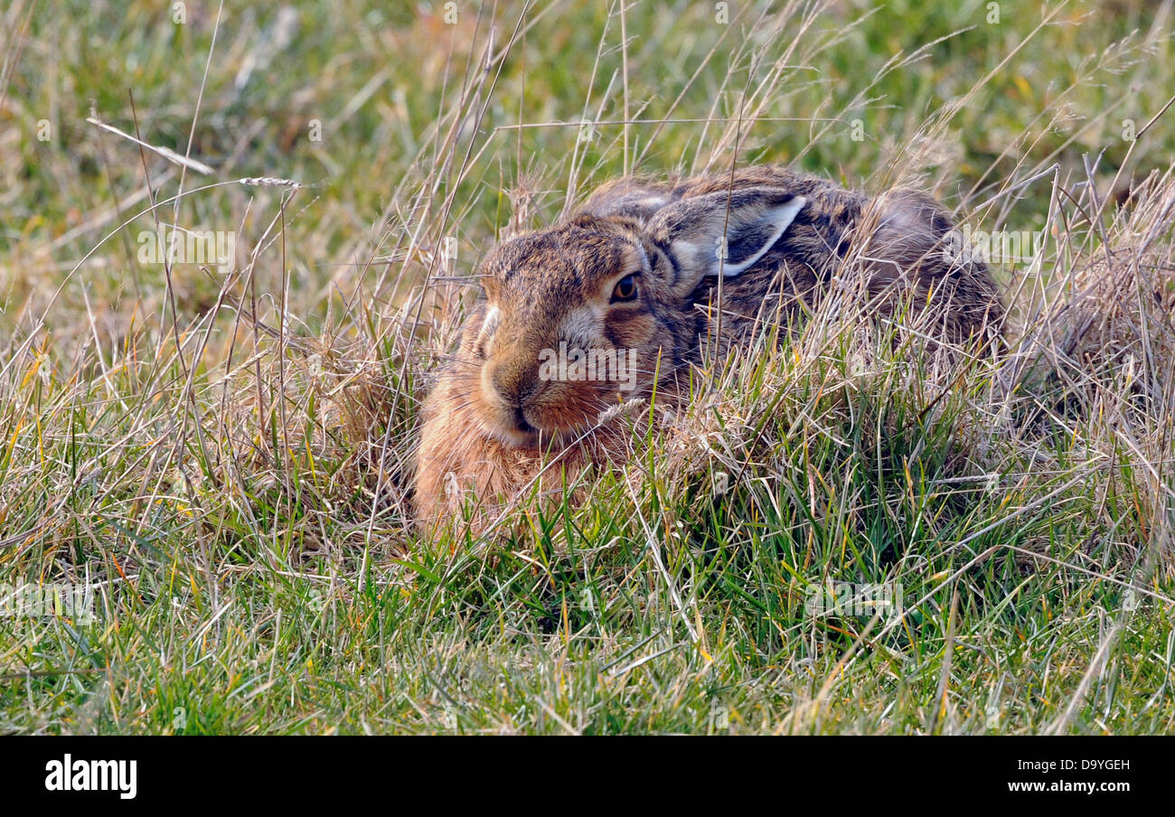 Brown hare england hi-res stock photography and images - Alamy
